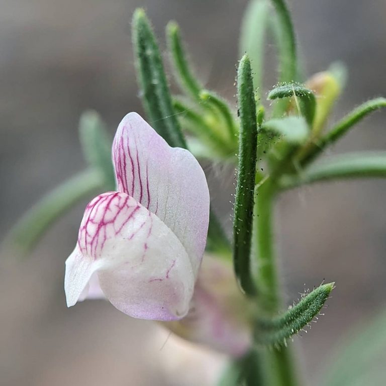 Lesser Snapdragon (Misopates orontium) – Weeds of Melbourne