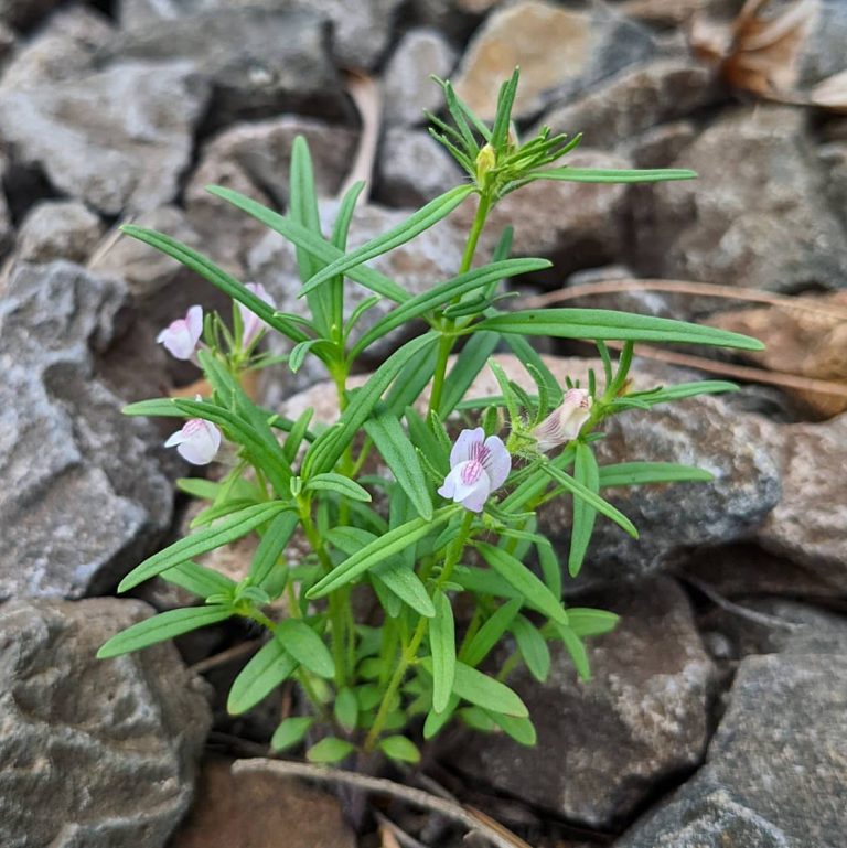 Lesser Snapdragon (Misopates orontium) – Weeds of Melbourne