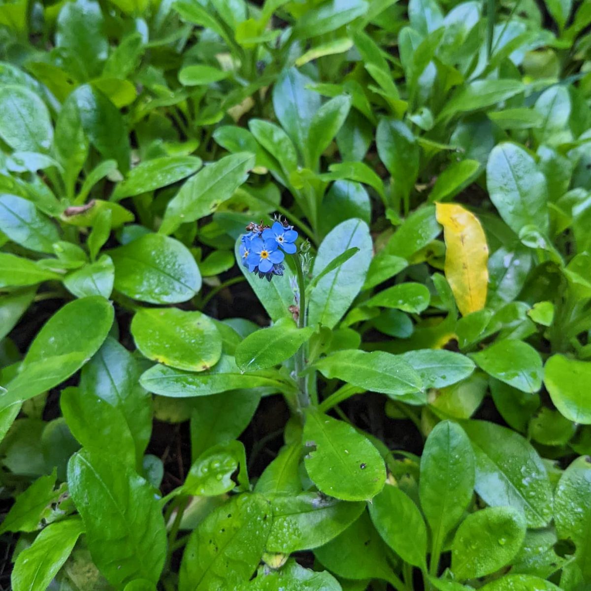 Wood Forget-me-not (Myosotis sylvatica) – Weeds of Melbourne
