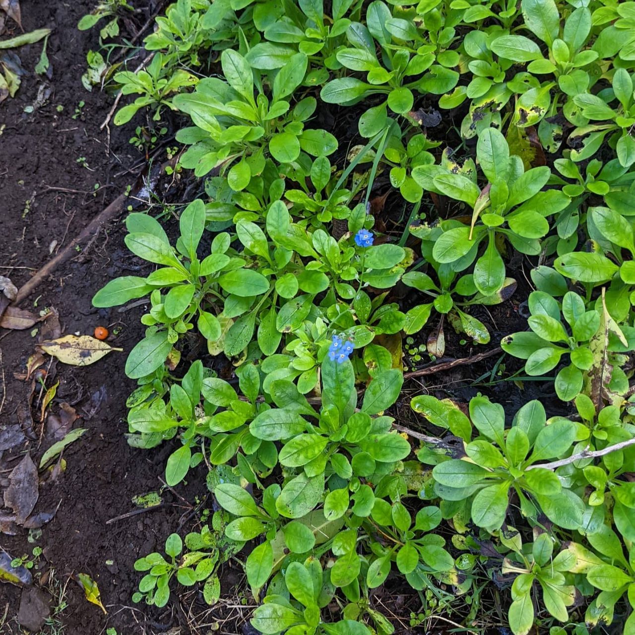 Wood Forget-me-not (Myosotis sylvatica) – Weeds of Melbourne