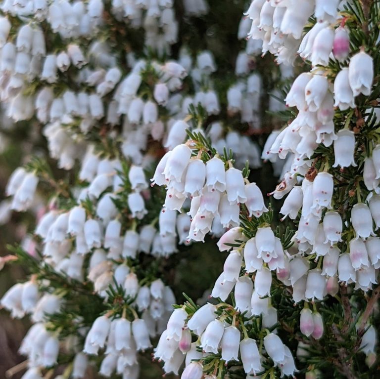 Spanish Heath (Erica lusitanica) – Weeds of Melbourne