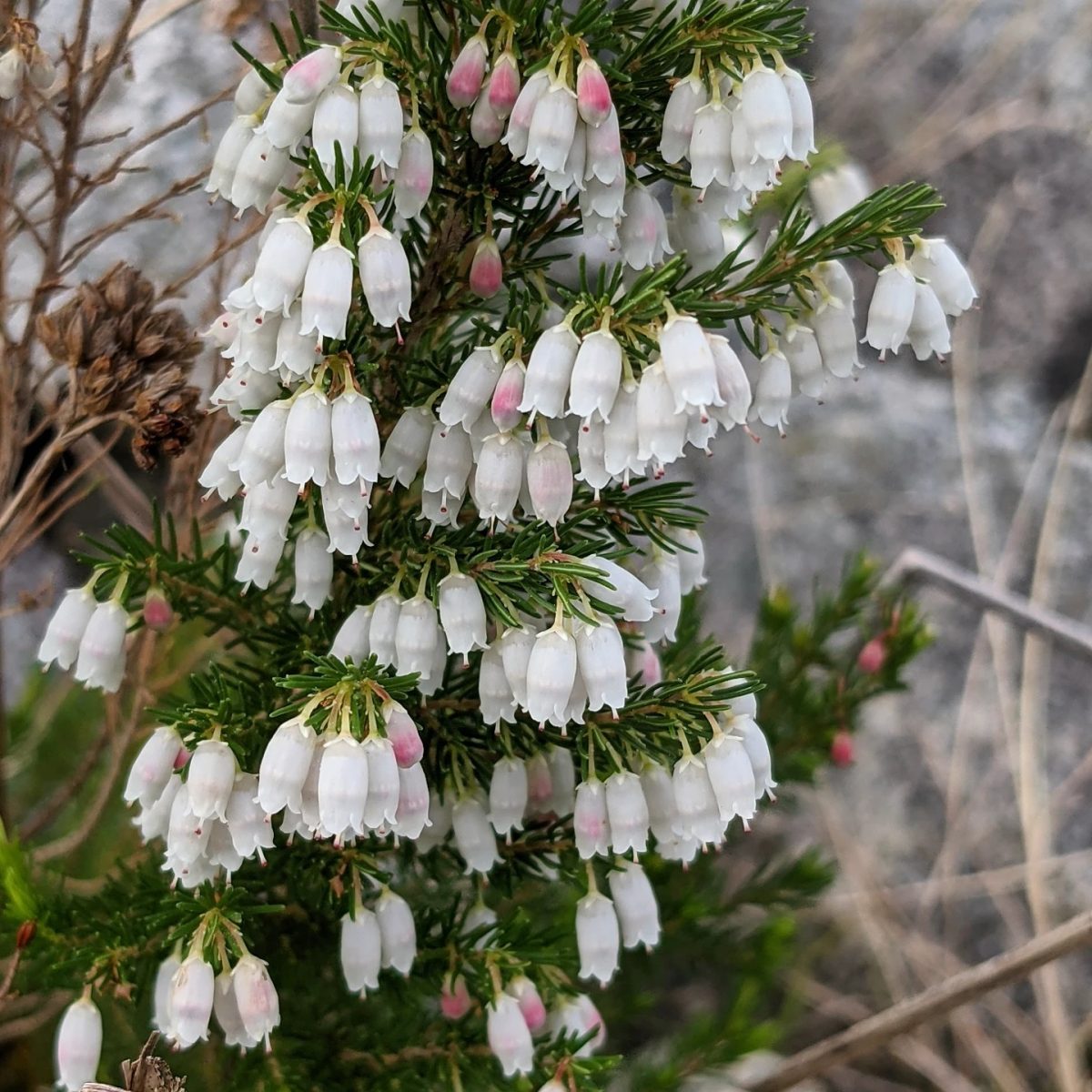 Spanish Heath (Erica lusitanica) – Weeds of Melbourne