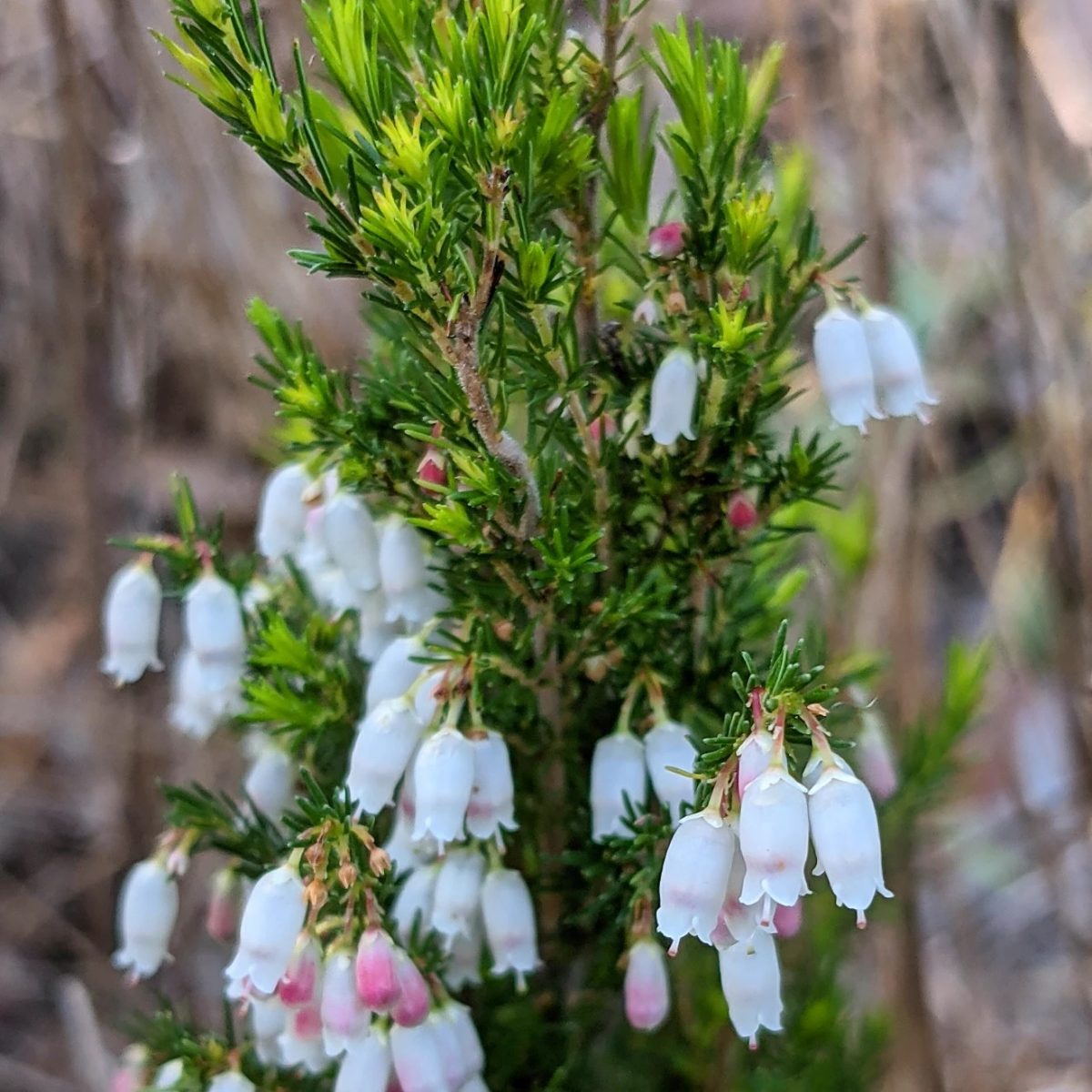 Spanish Heath (Erica lusitanica) – Weeds of Melbourne