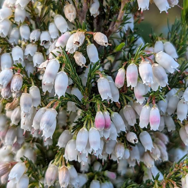 Spanish Heath (Erica lusitanica) – Weeds of Melbourne