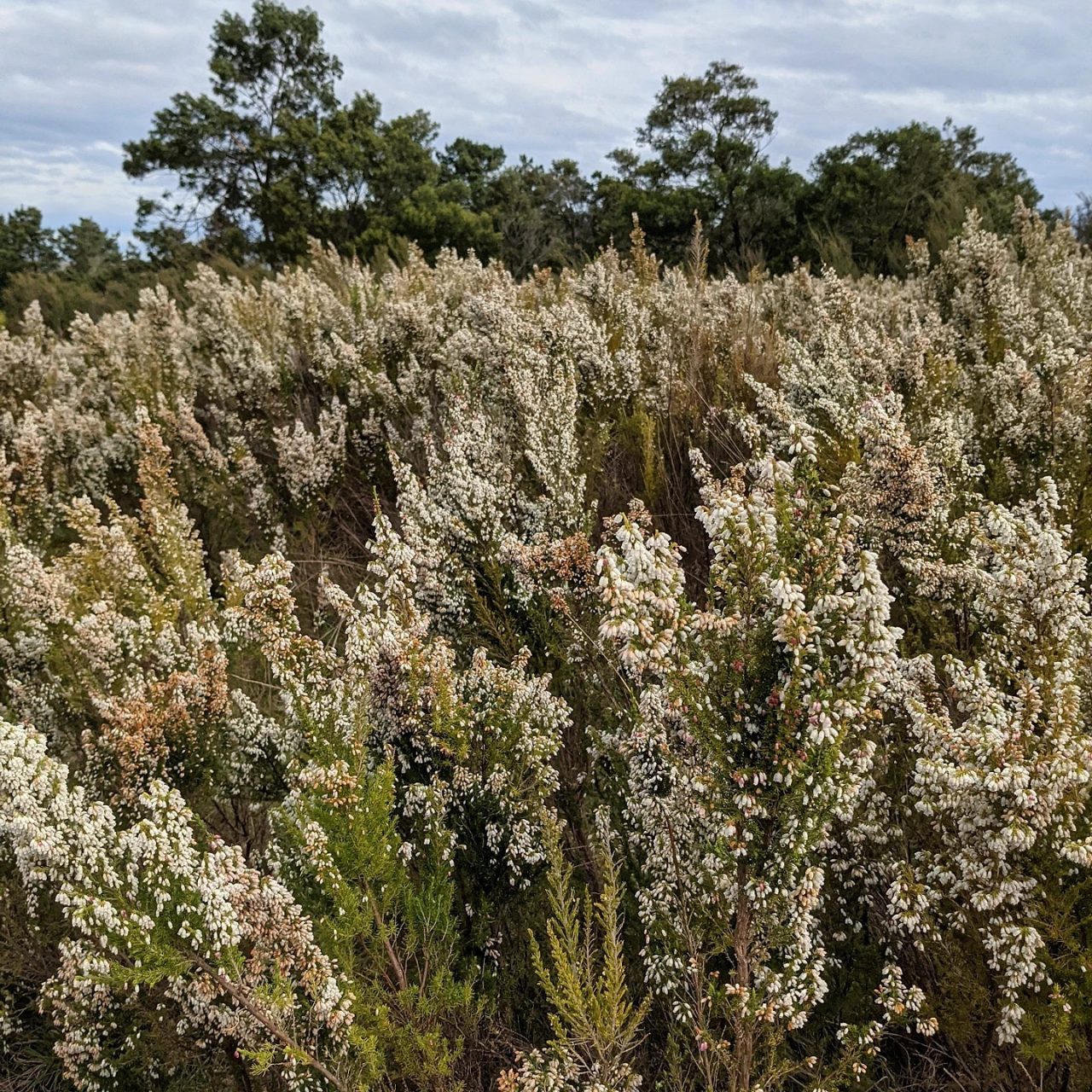 Spanish Heath (Erica lusitanica) – Weeds of Melbourne