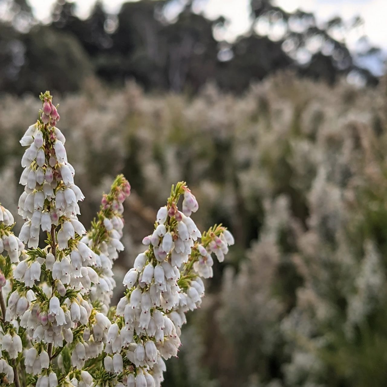 Spanish Heath (Erica lusitanica) – Weeds of Melbourne