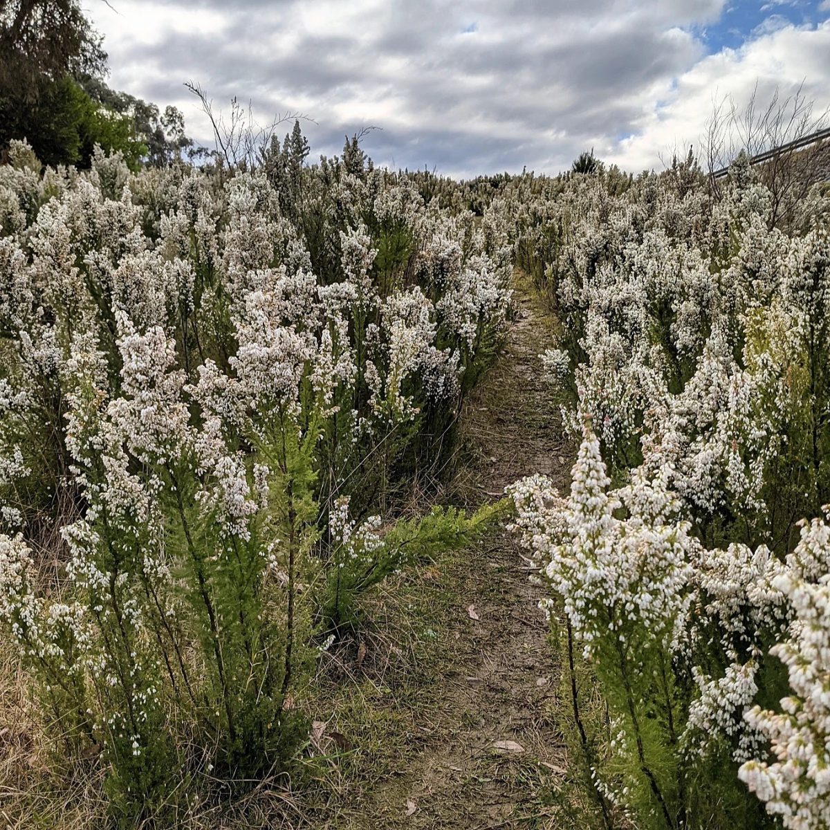 Spanish Heath (Erica lusitanica) – Weeds of Melbourne
