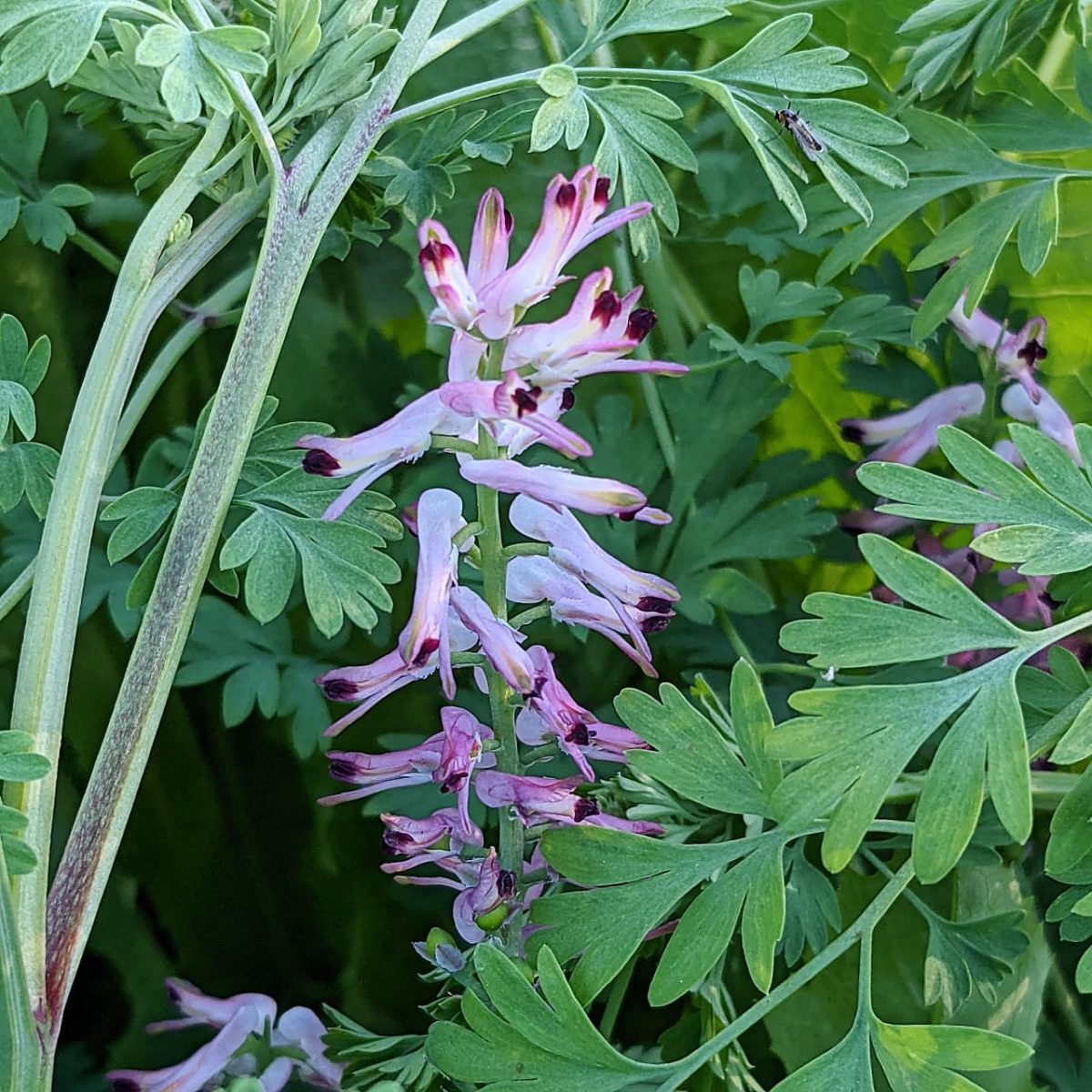 Tall Fumitory (Fumaria bastardii) – Weeds of Melbourne