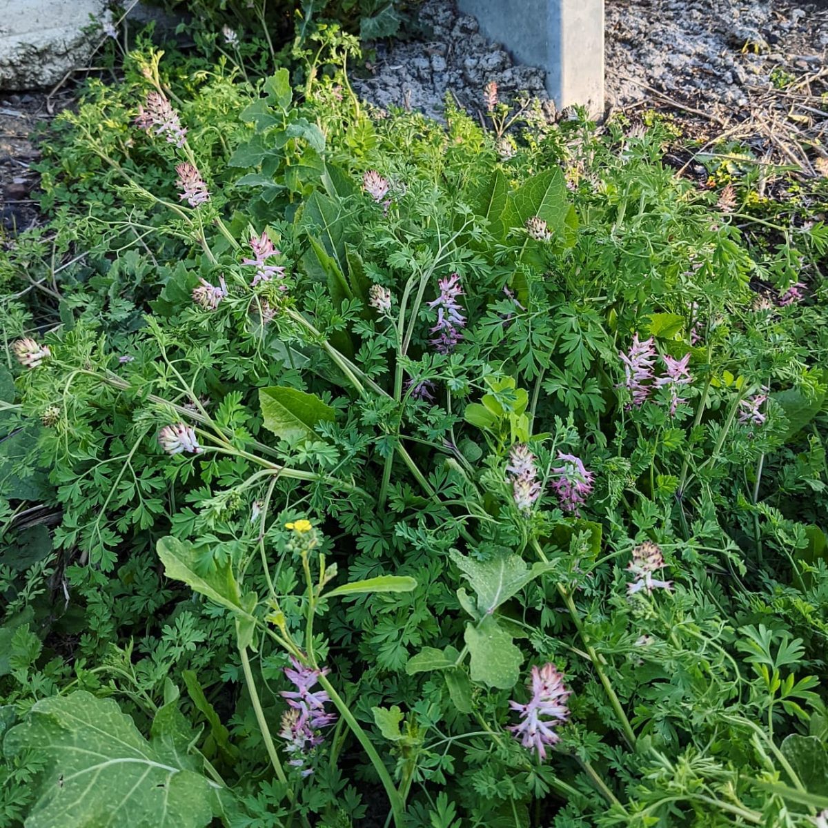 Tall Fumitory (Fumaria bastardii) – Weeds of Melbourne