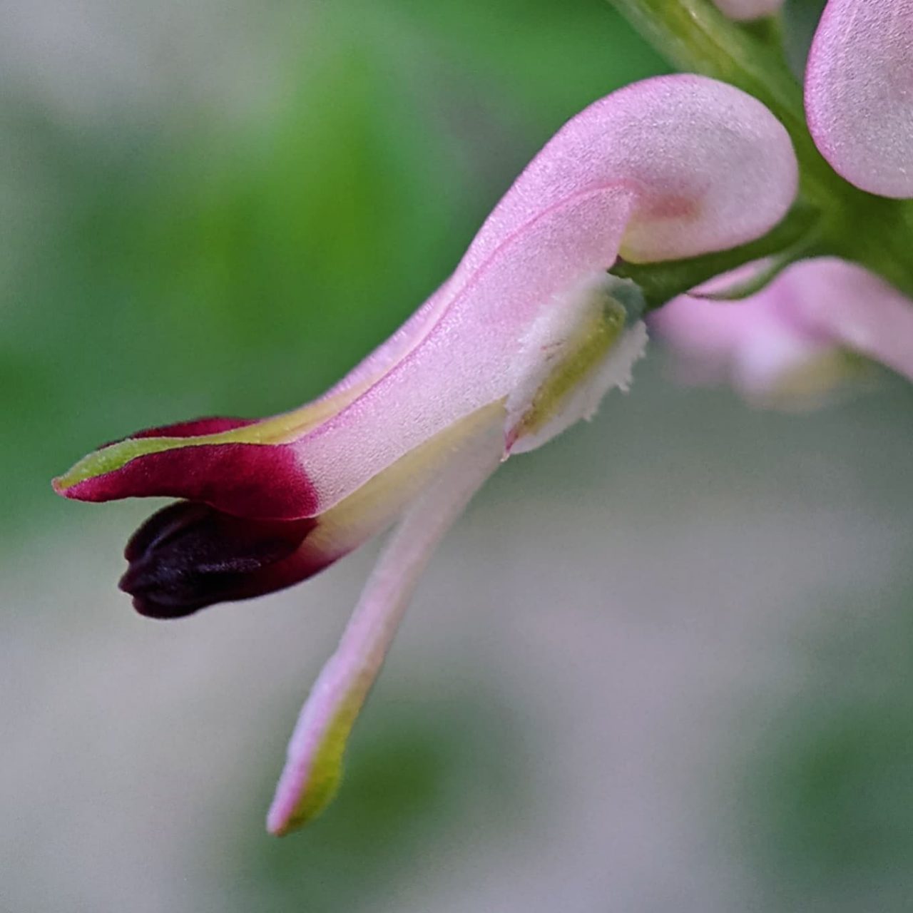 Wall Fumitory (Fumaria muralis) – Weeds of Melbourne