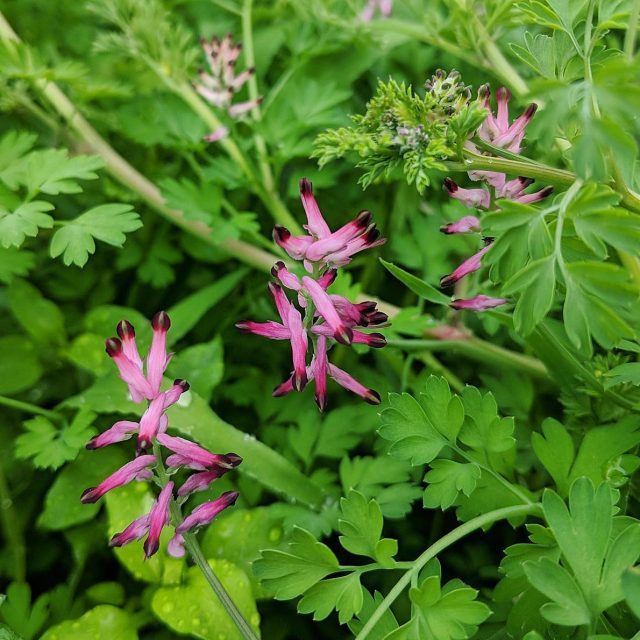 Wall Fumitory (Fumaria muralis) – Weeds of Melbourne