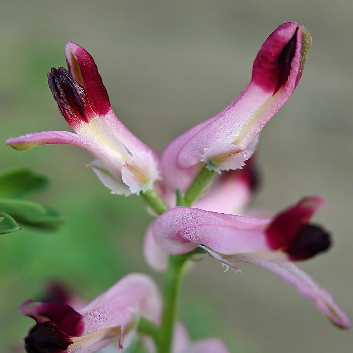 Wall Fumitory (Fumaria muralis) – Weeds of Melbourne