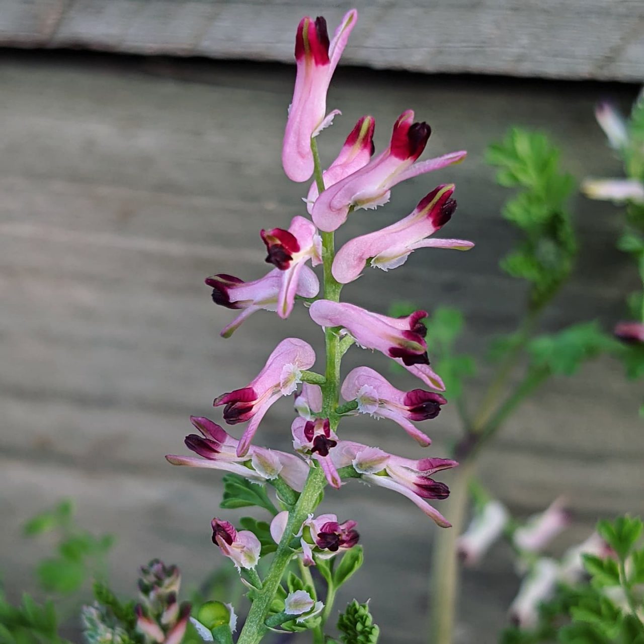 Wall Fumitory (Fumaria muralis) – Weeds of Melbourne