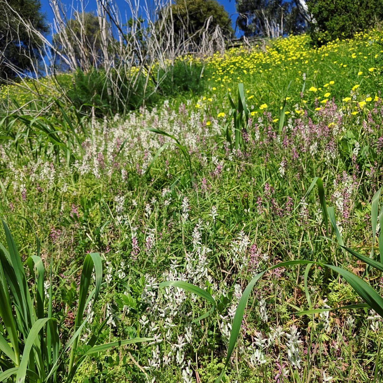 White Fumitory (Fumaria capreolata) – Weeds of Melbourne