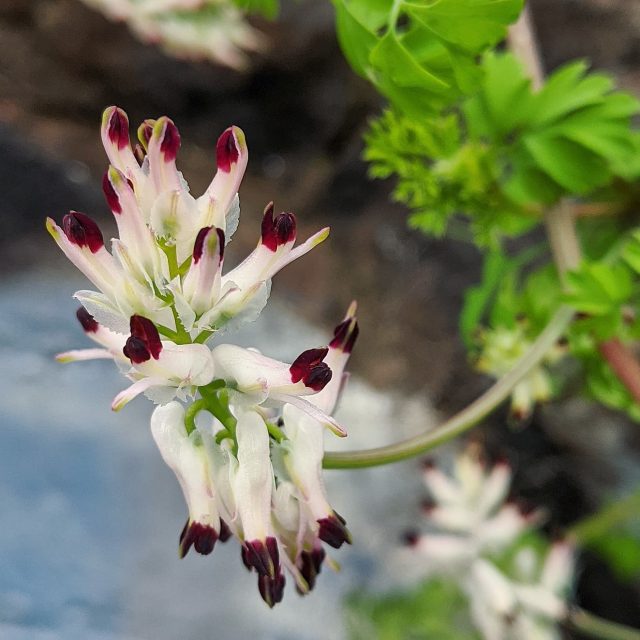 White Fumitory (Fumaria capreolata) – Weeds of Melbourne