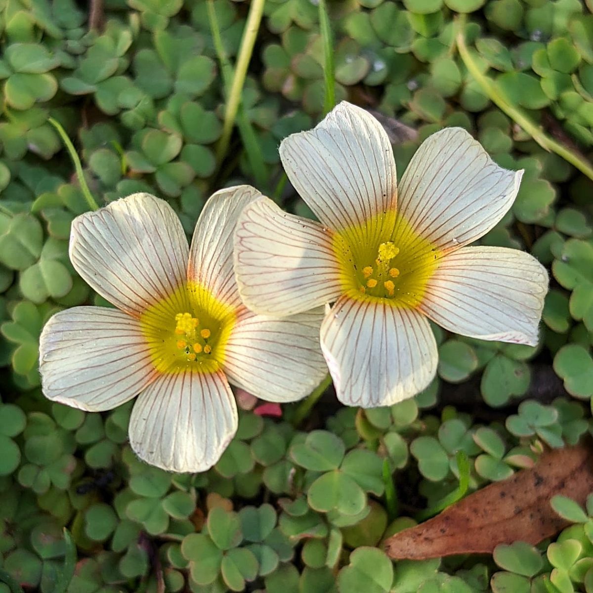 Yellow-eye Wood Sorrel (Oxalis obtusa) – Weeds of Melbourne