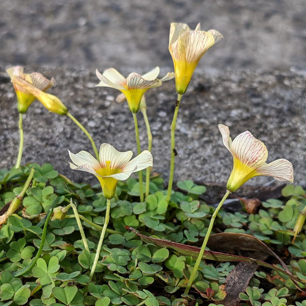 Yellow-eye Wood Sorrel (Oxalis obtusa) – Weeds of Melbourne