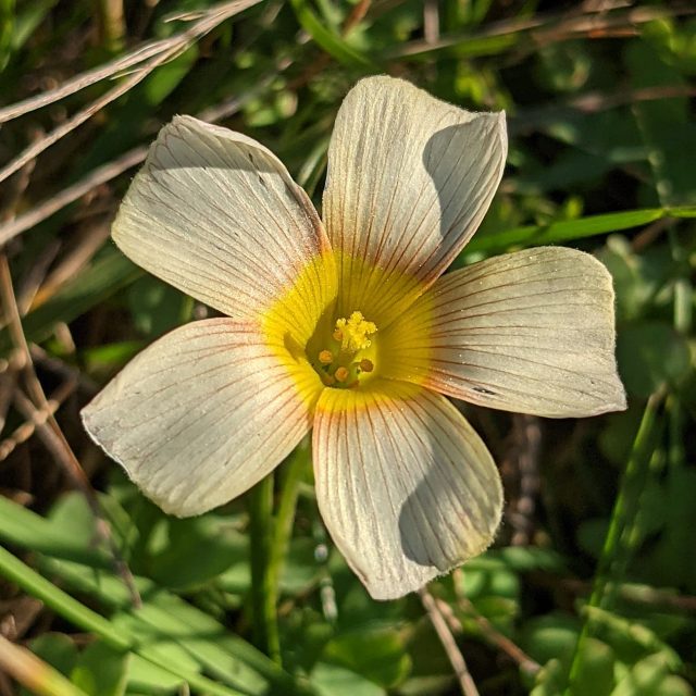 Oxalis – Weeds of Melbourne