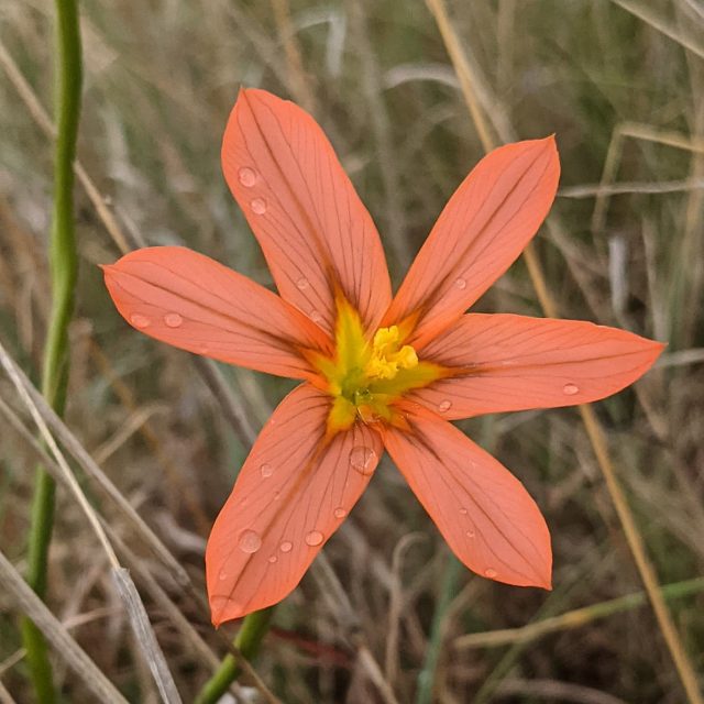 One-leaf Cape Tulip (Moraea flaccida) – Weeds of Melbourne