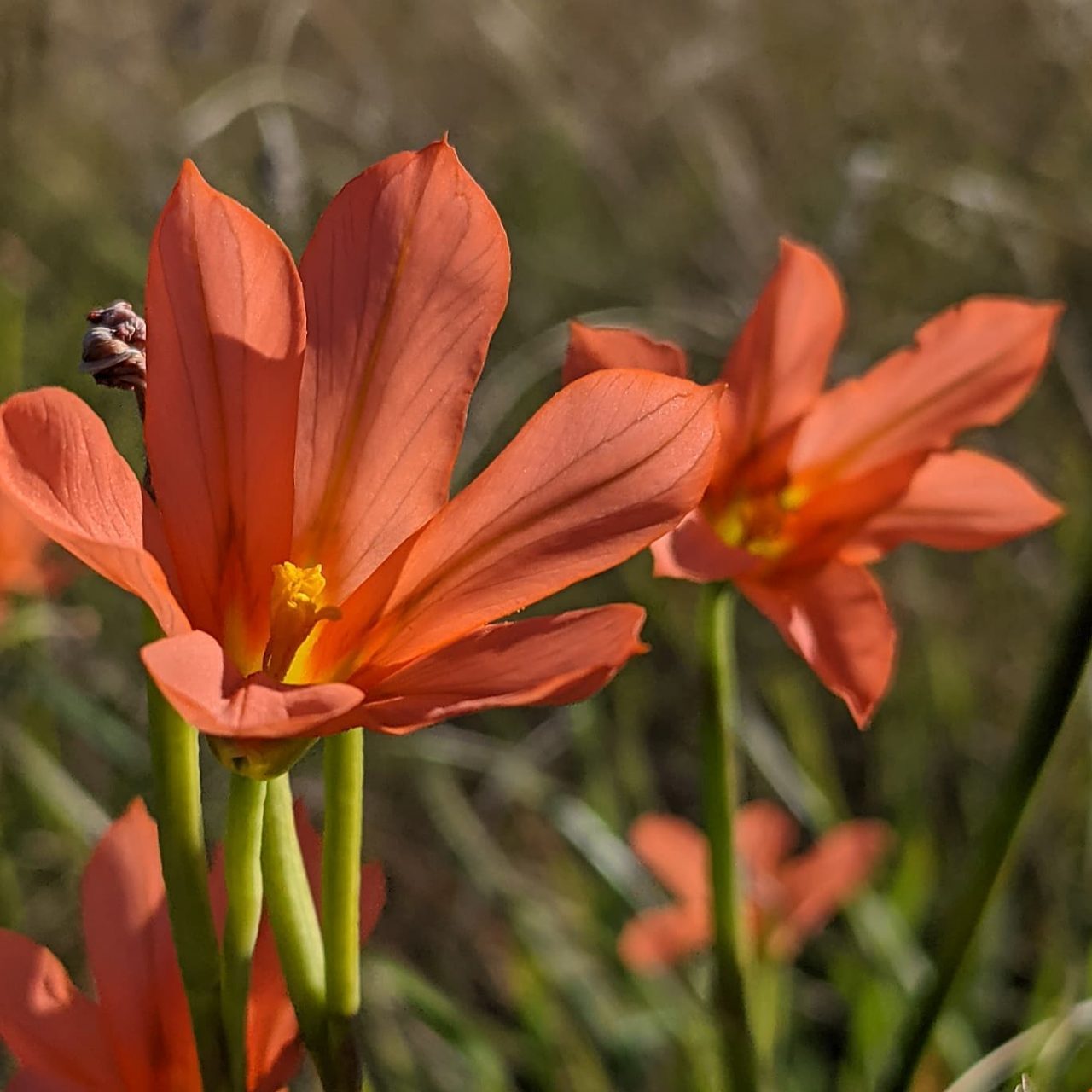 One-leaf Cape Tulip (Moraea flaccida) – Weeds of Melbourne