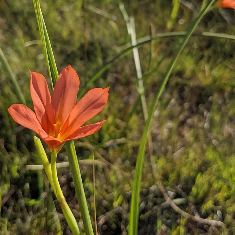 One-leaf Cape Tulip (Moraea flaccida) – Weeds of Melbourne