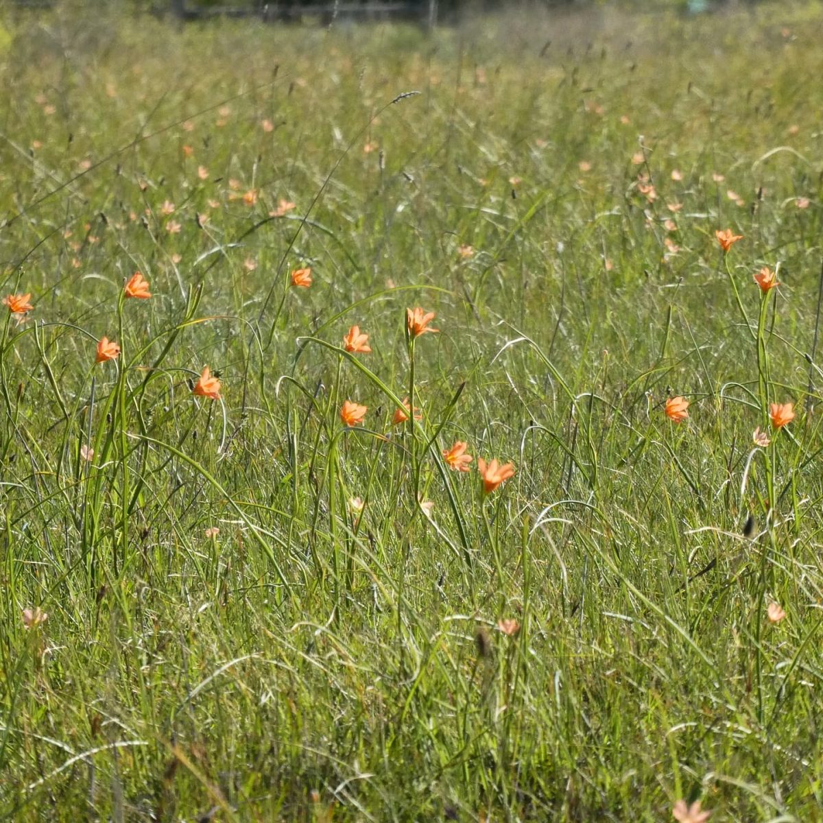 One-leaf Cape Tulip (Moraea flaccida) – Weeds of Melbourne