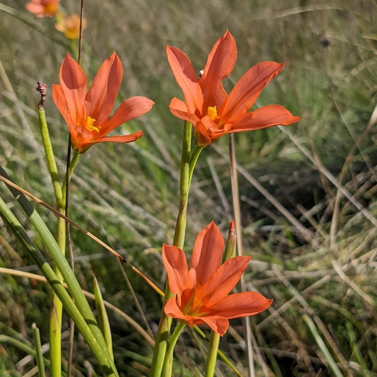 One-leaf Cape Tulip (Moraea flaccida) – Weeds of Melbourne