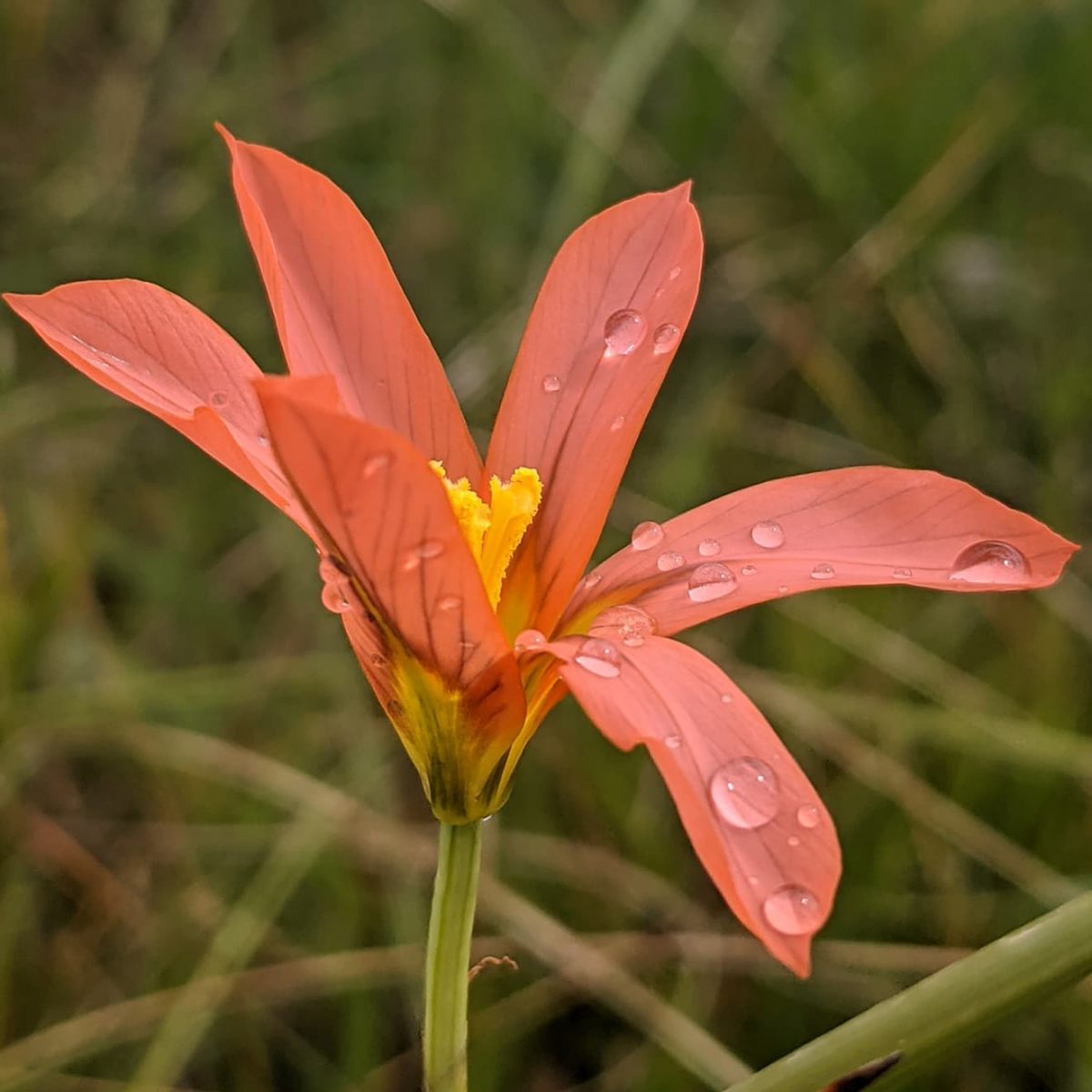 One-leaf Cape Tulip (Moraea flaccida) – Weeds of Melbourne