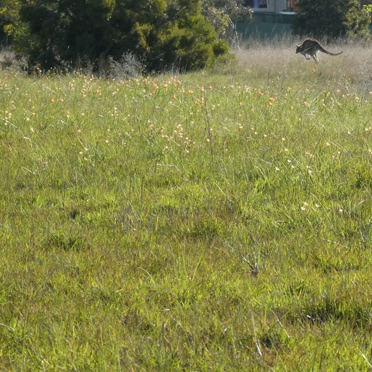 One-leaf Cape Tulip (Moraea flaccida) – Weeds of Melbourne