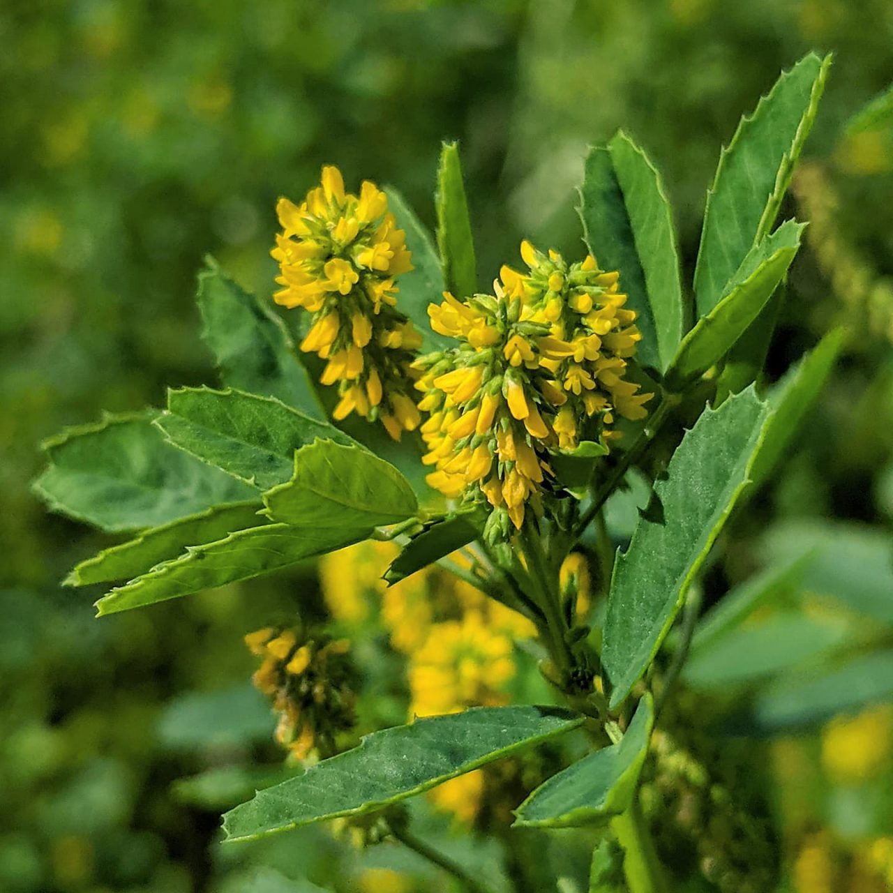 Sweet Melilot (Melilotus indicus) – Weeds of Melbourne