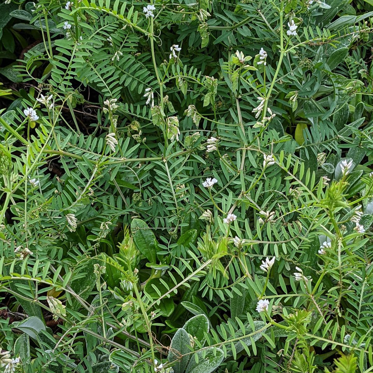 Tiny Vetch (Vicia hirsuta) – Weeds of Melbourne