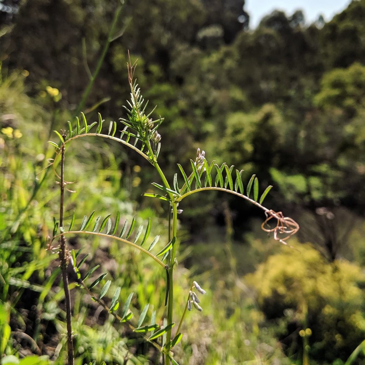 Tiny Vetch (Vicia hirsuta) – Weeds of Melbourne