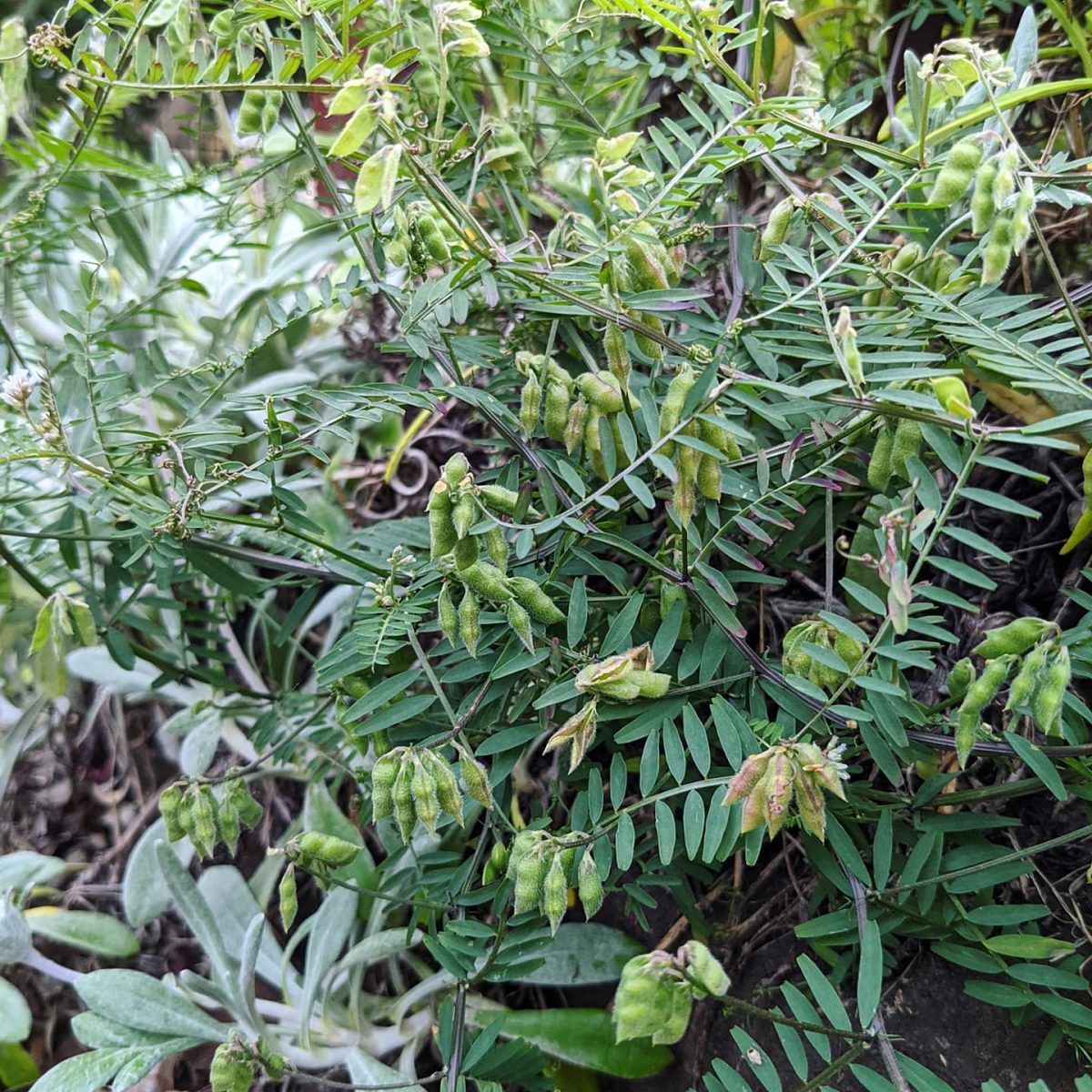 Tiny Vetch (Vicia hirsuta) – Weeds of Melbourne