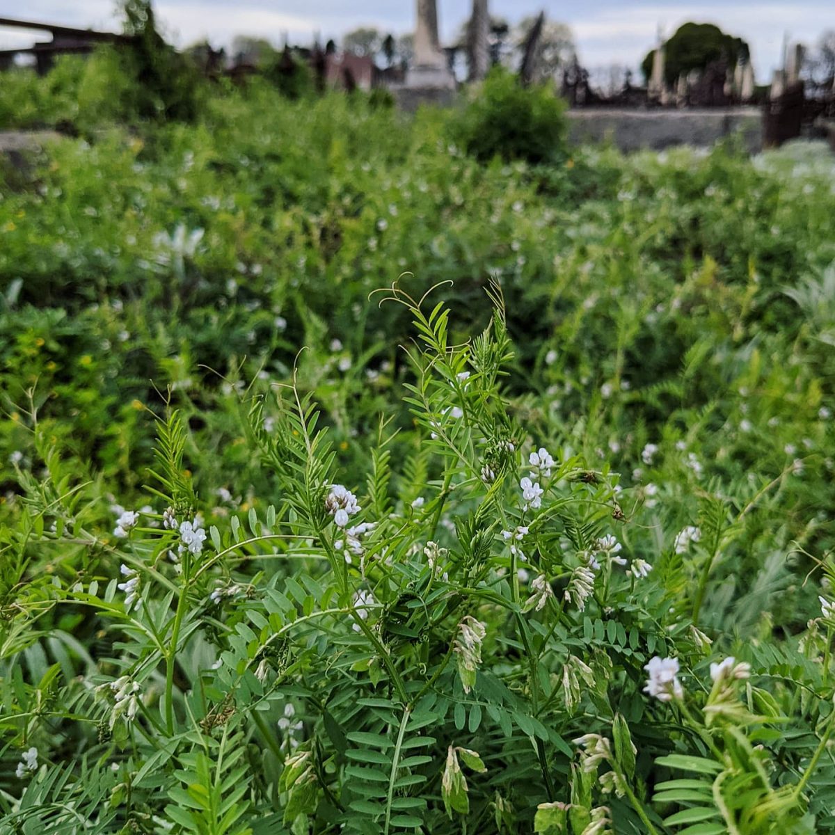 Tiny Vetch (Vicia hirsuta) – Weeds of Melbourne