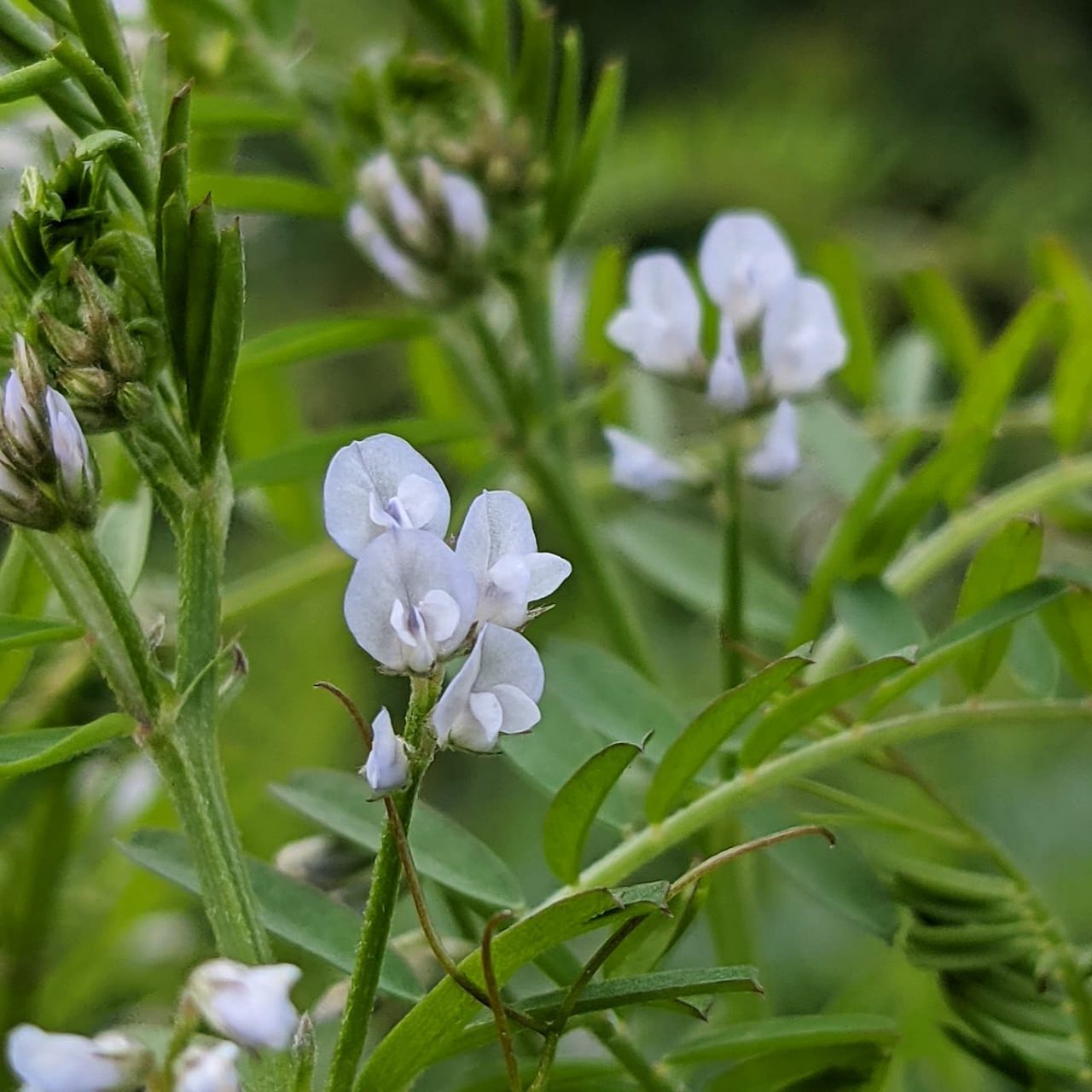 Vicia – Weeds of Melbourne