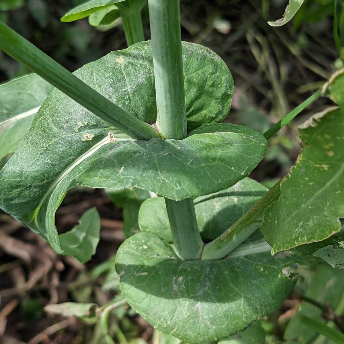 Field Mustard (Brassica rapa) – Weeds of Melbourne