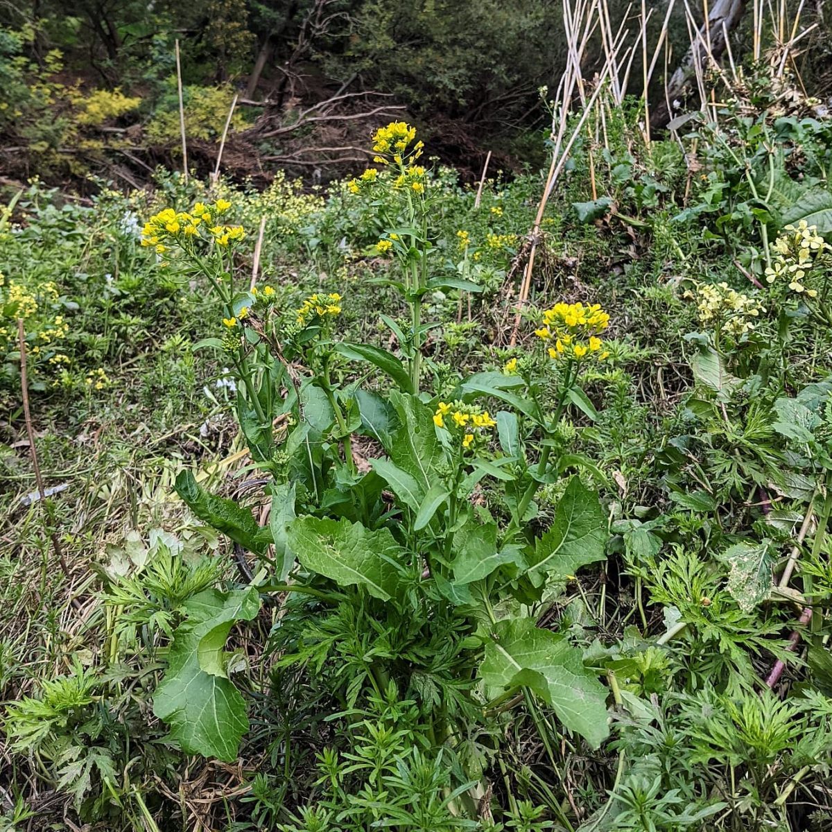 Field Mustard (Brassica rapa) – Weeds of Melbourne