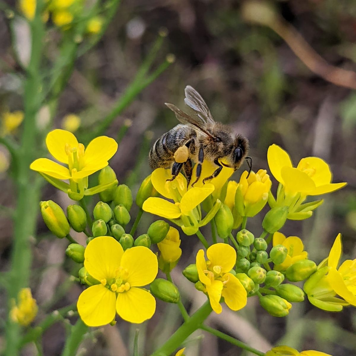 Field Mustard (Brassica rapa) – Weeds of Melbourne