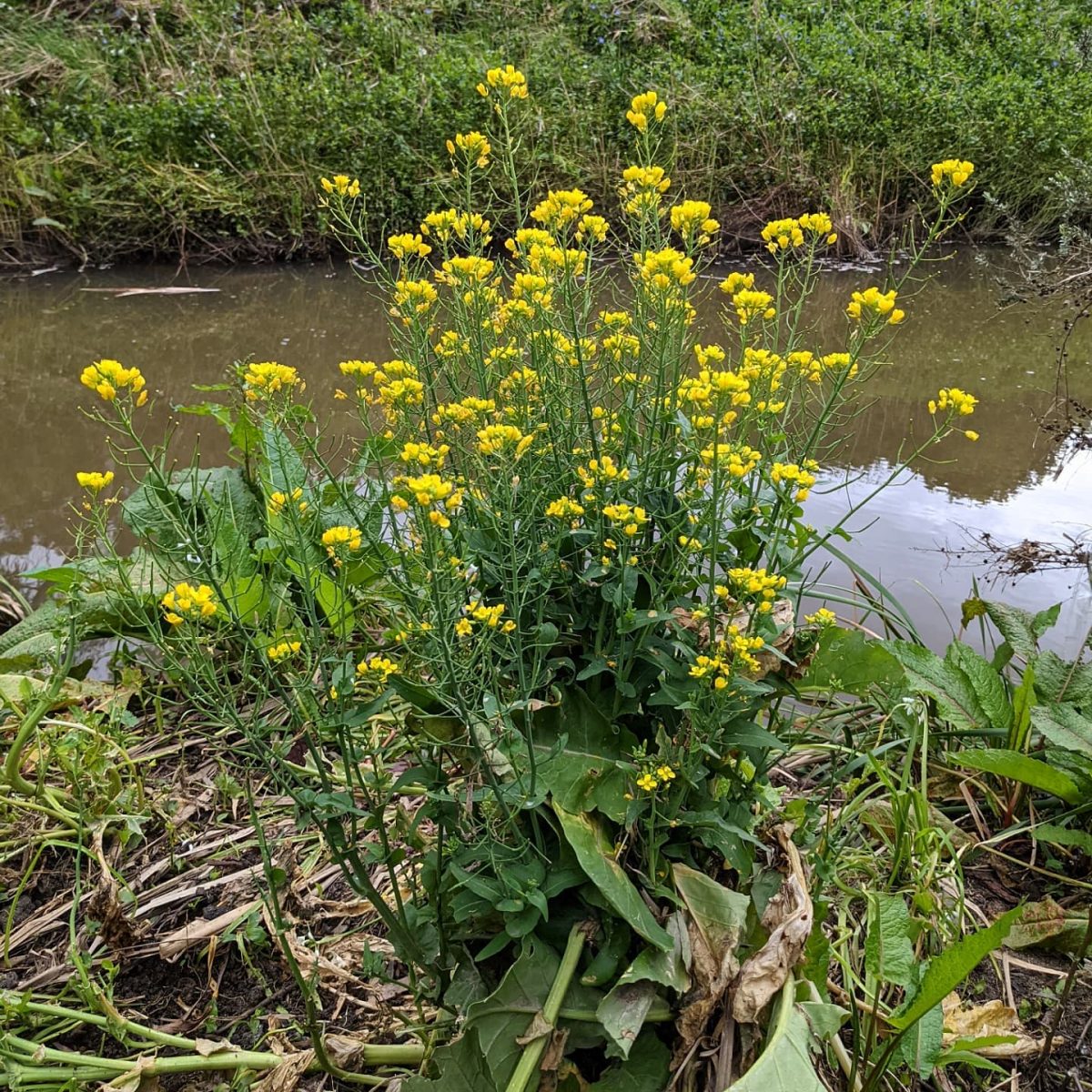 Field Mustard (Brassica rapa) – Weeds of Melbourne