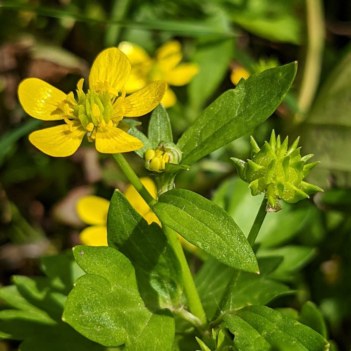 Sharp Buttercup (Ranunculus muricatus) – Weeds of Melbourne