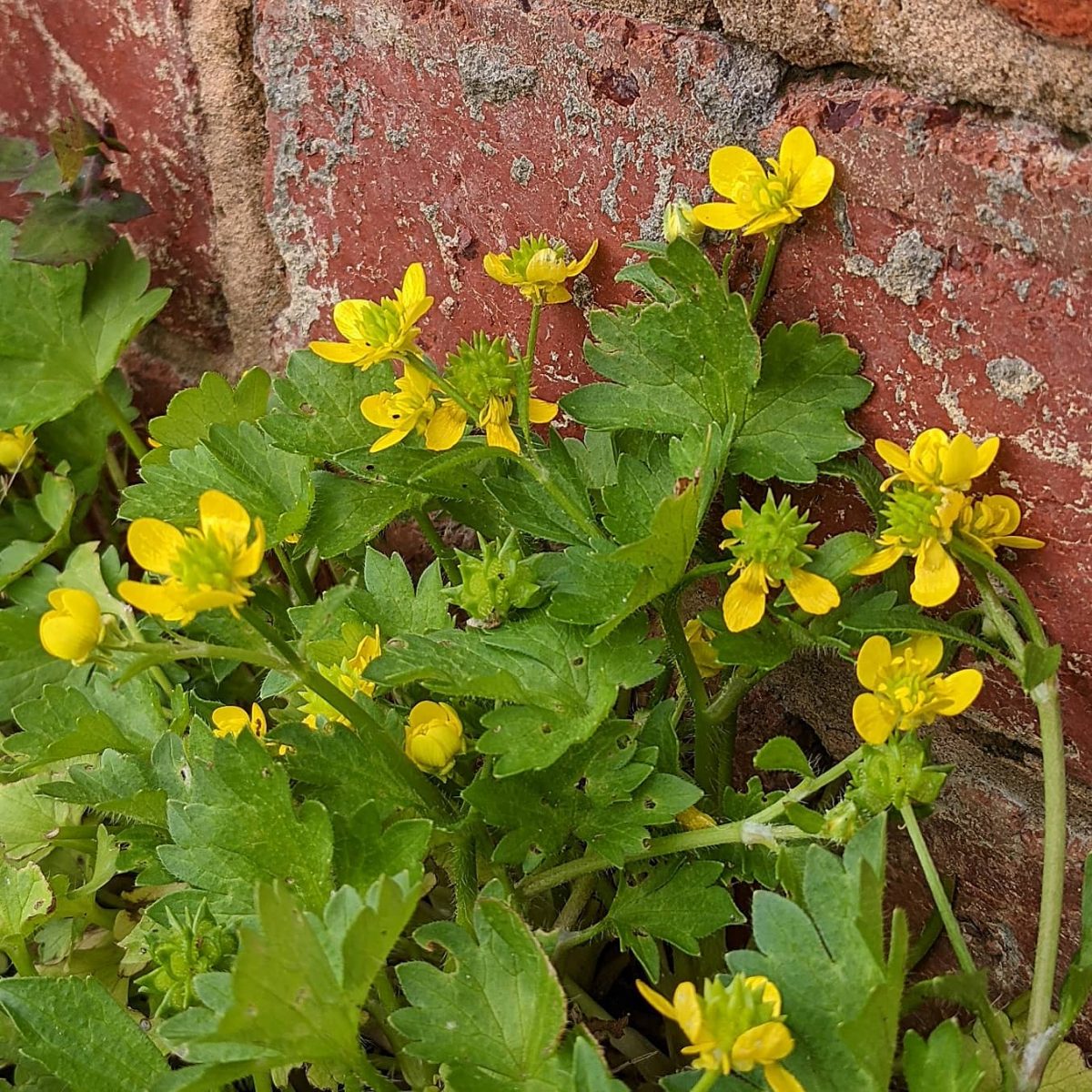 Sharp Buttercup (Ranunculus muricatus) – Weeds of Melbourne