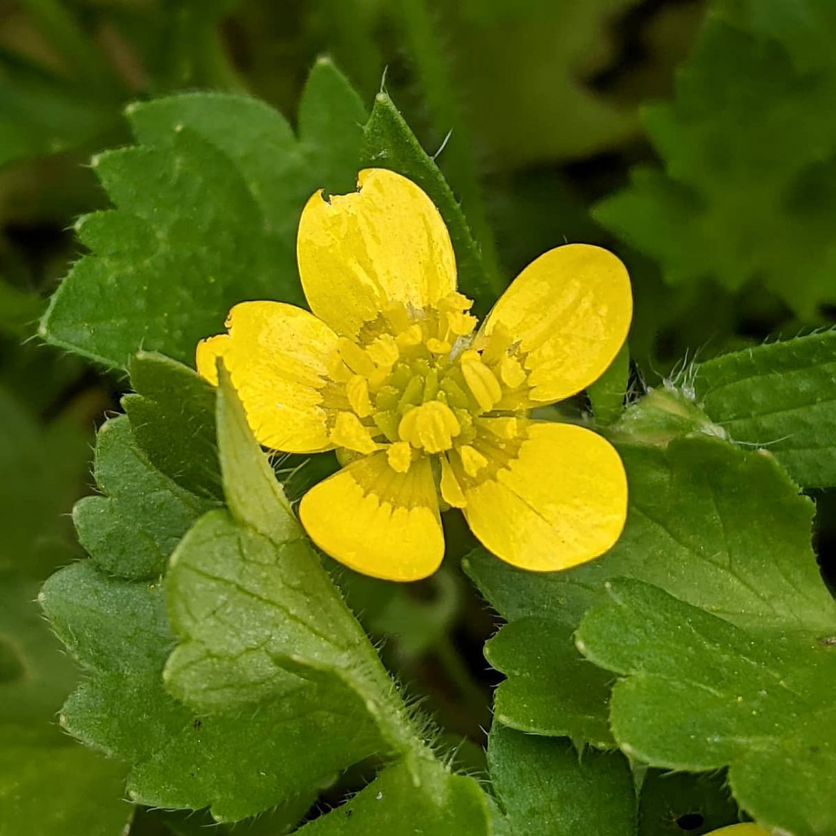 Sharp Buttercup (Ranunculus muricatus) – Weeds of Melbourne