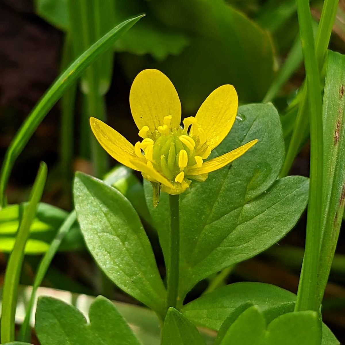 Sharp Buttercup (Ranunculus muricatus) – Weeds of Melbourne