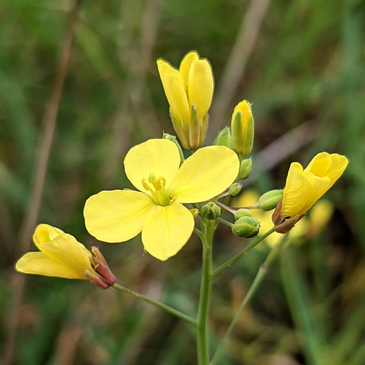Weeds of Melbourne – Compiling a visual glossary of the weedy heritage ...