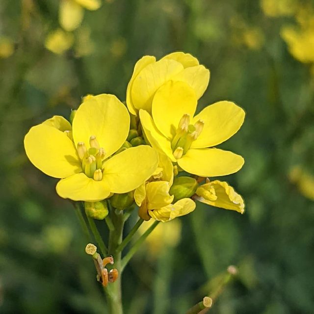 Twiggy Turnip (Brassica fruticulosa) – Weeds of Melbourne