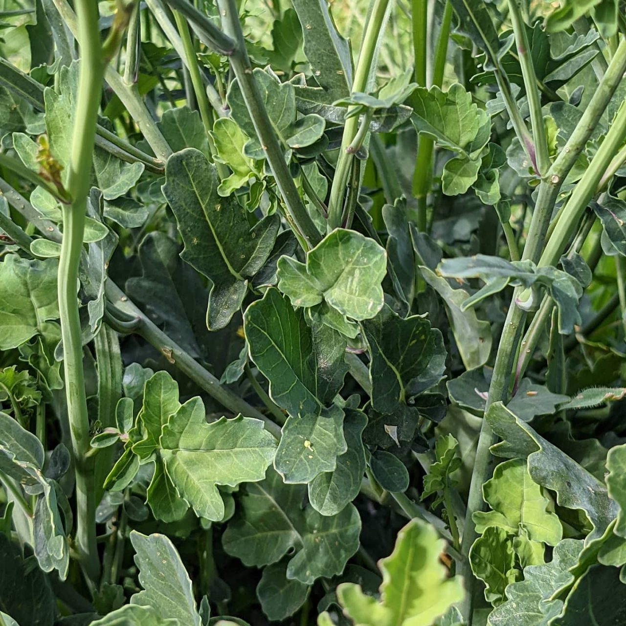 Twiggy Turnip (Brassica fruticulosa) – Weeds of Melbourne
