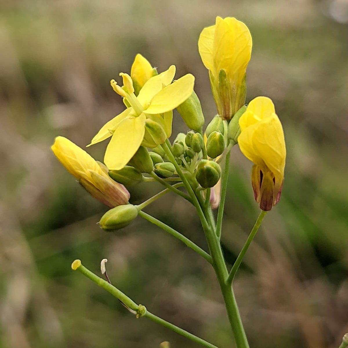 Twiggy Turnip (Brassica fruticulosa) – Weeds of Melbourne