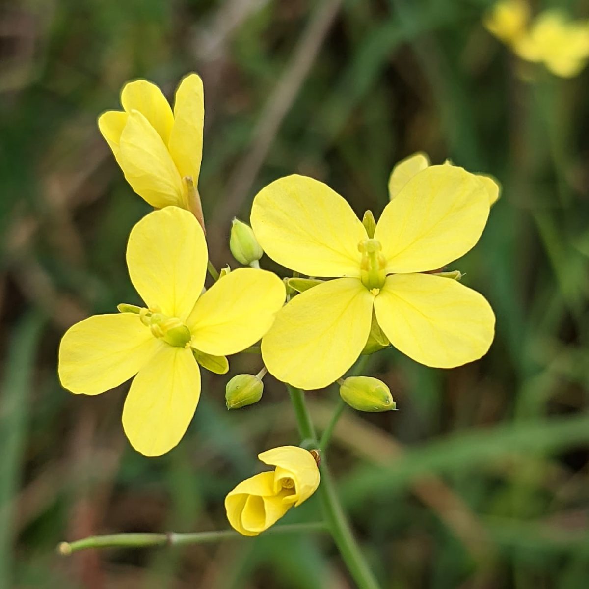 Twiggy Turnip (Brassica fruticulosa) – Weeds of Melbourne