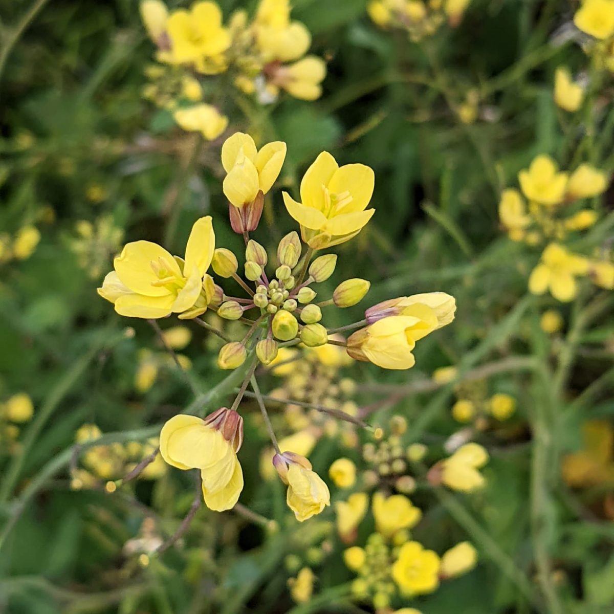 Twiggy Turnip (Brassica fruticulosa) – Weeds of Melbourne