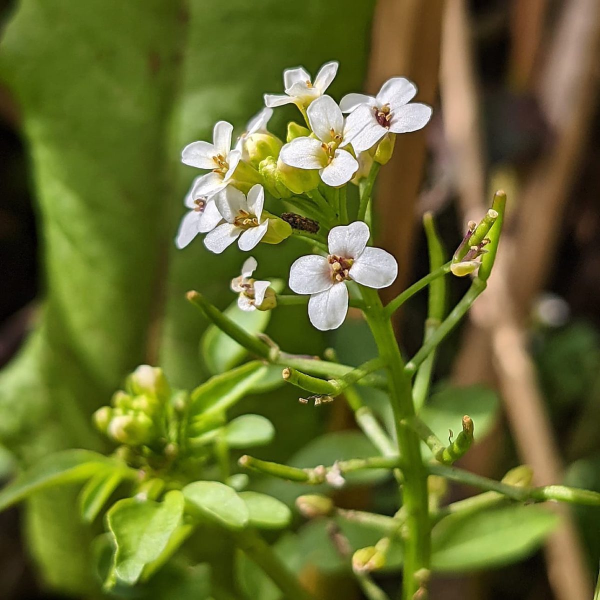 Watercress (Nasturtium officinale) – Weeds of Melbourne